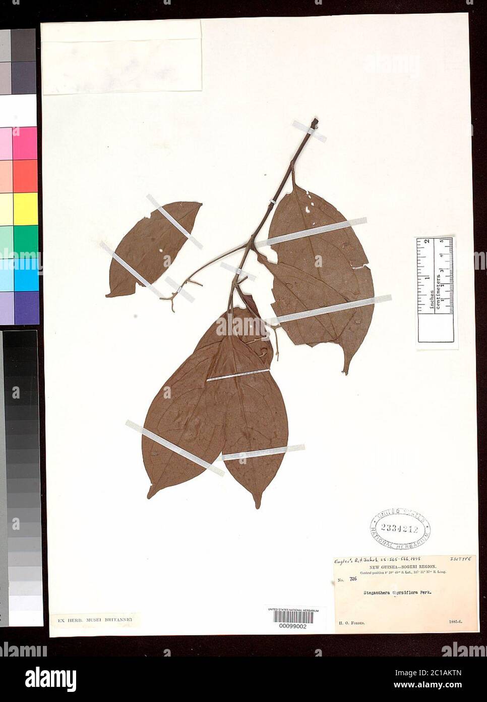 00099002.tif Steganthera thyrsiflora Perkins Stock Photo - Alamy