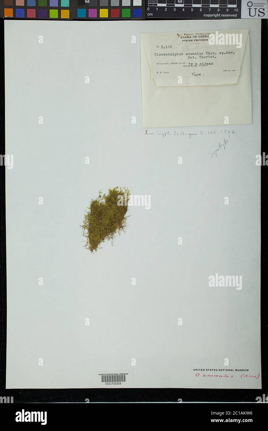 Anomalus hi-res stock photography and images - Alamy