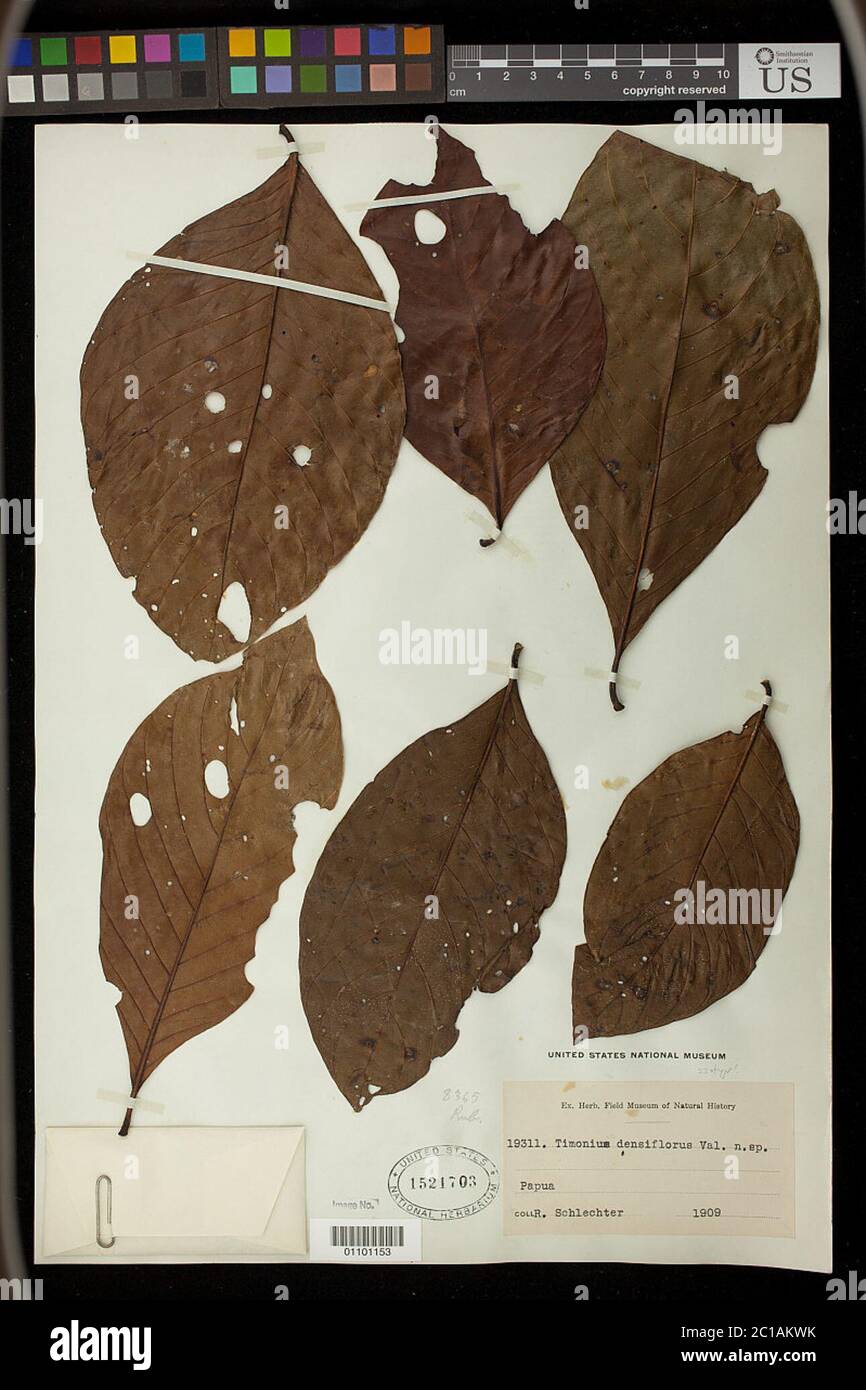Timonius densiflorus Valeton Timonius densiflorus Valeton Stock Photo ...