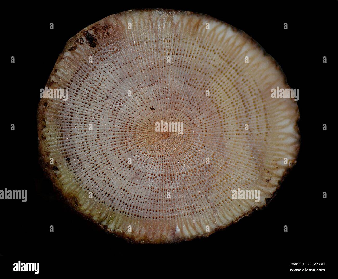 Vitis popenoei hi-res stock photography and images - Alamy