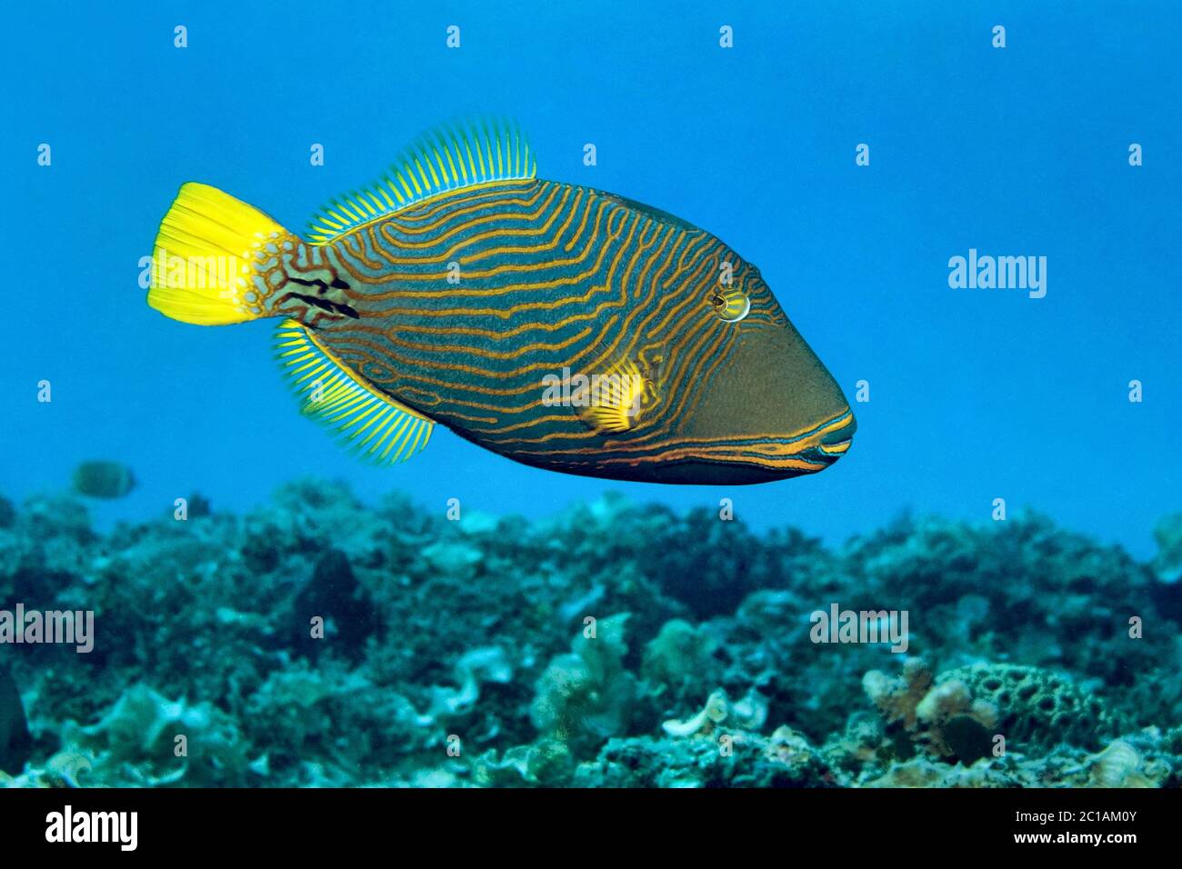 Orange-lined triggerfish - Balistapus undulatus Stock Photo - Alamy