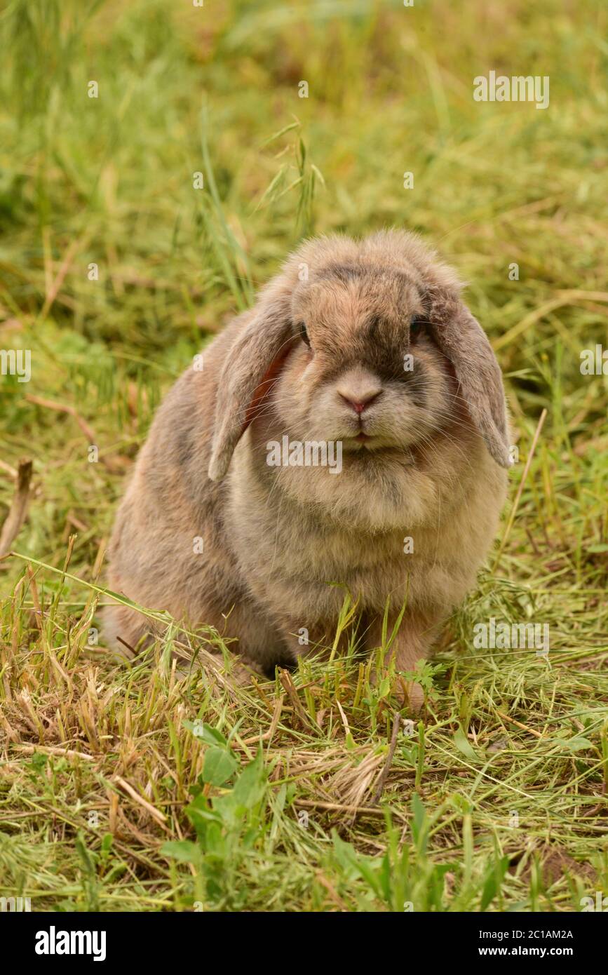 decorative gray rabbit. Fluffy gray-beige rabbit on the green grass in ...