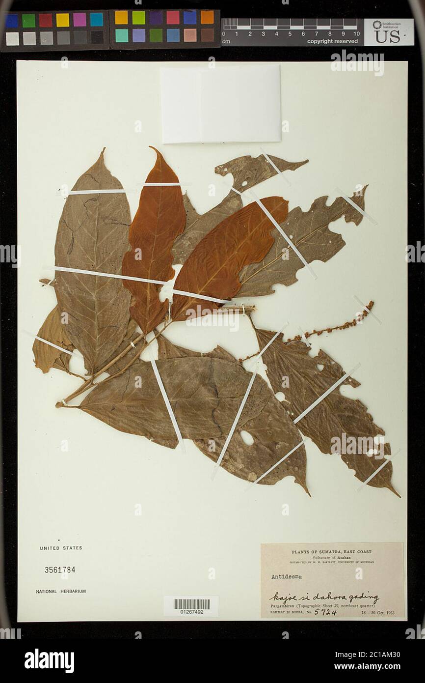 Antidesma hi-res stock photography and images - Alamy