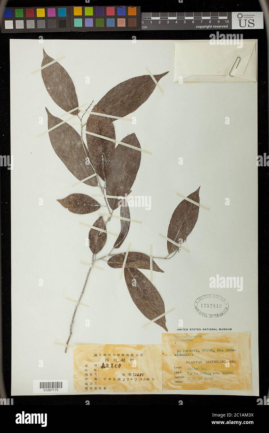 Antidesma hi-res stock photography and images - Alamy