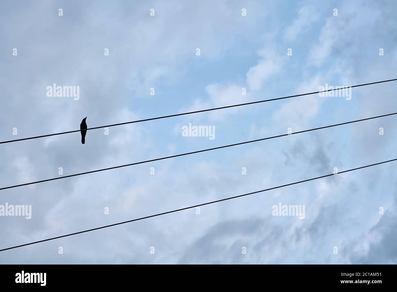 Electric bird hi-res stock photography and images - Alamy