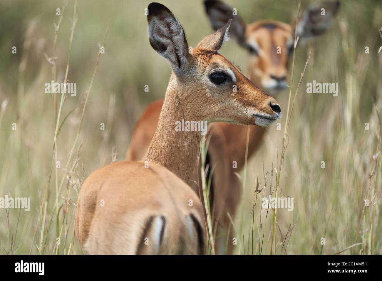 Impala Group Impalas Antelope Portrait Africa Safari Stock Photo - Alamy