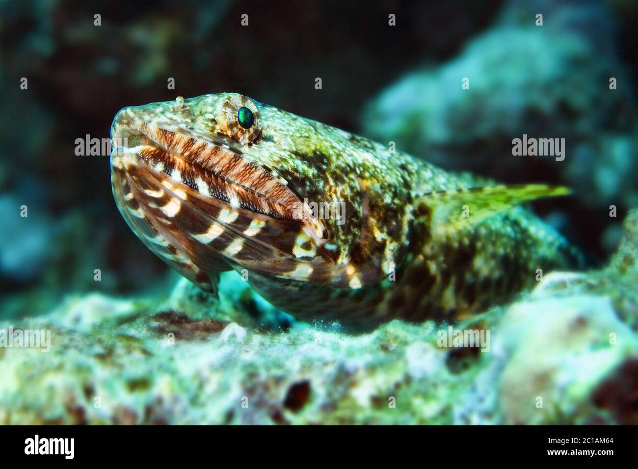 Lizardfish hi-res stock photography and images - Alamy