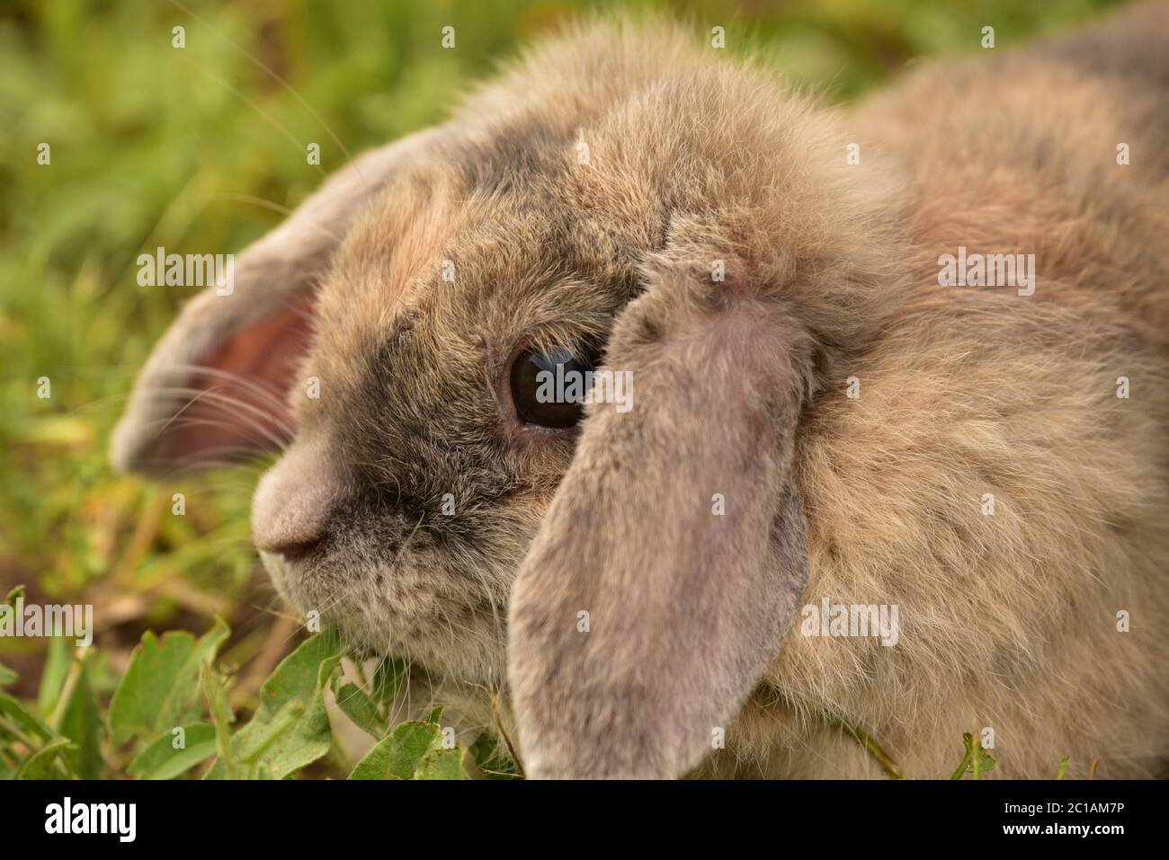 decorative gray rabbit. Fluffy gray-beige rabbit on the green grass in ...
