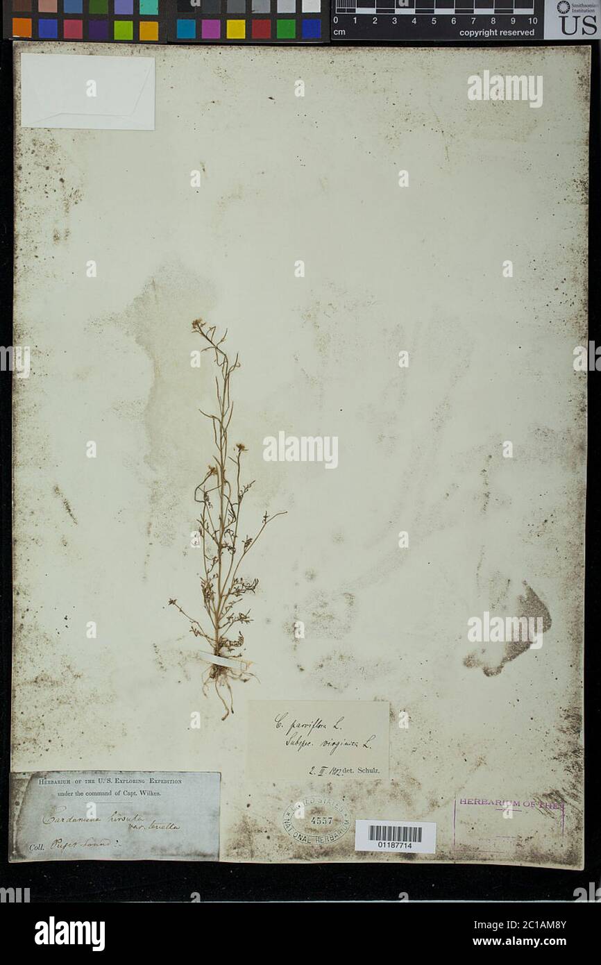 Cardamine parviflora hi-res stock photography and images - Alamy