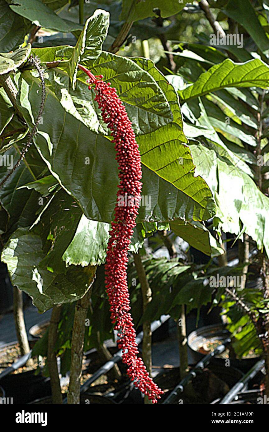 Coccoloba rugosa Desf Coccoloba rugosa Desf Stock Photo - Alamy