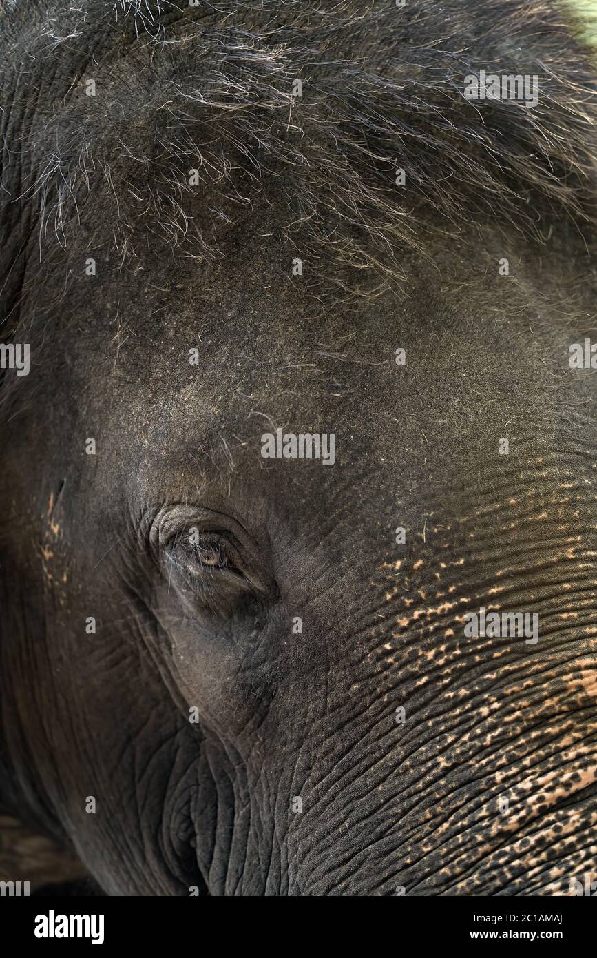 Asian elephant face hi-res stock photography and images - Alamy