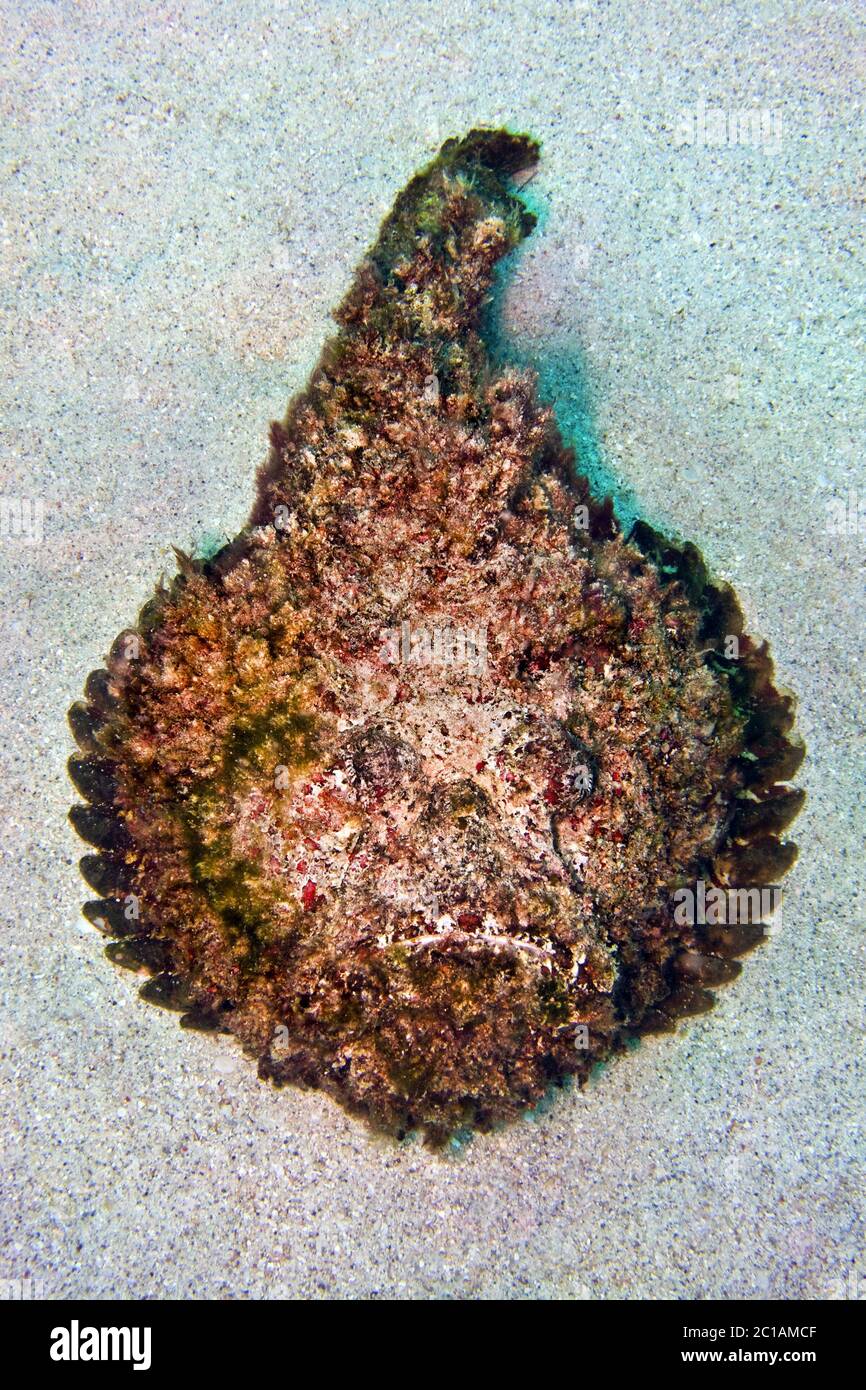 Reef stonefish hi-res stock photography and images - Alamy