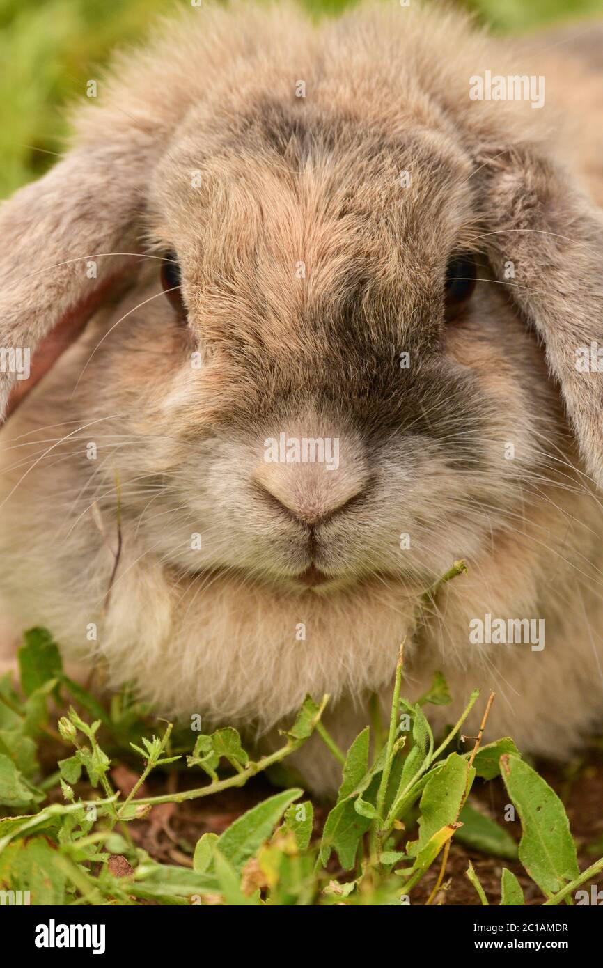 decorative gray rabbit. Fluffy gray-beige rabbit on the green grass in ...
