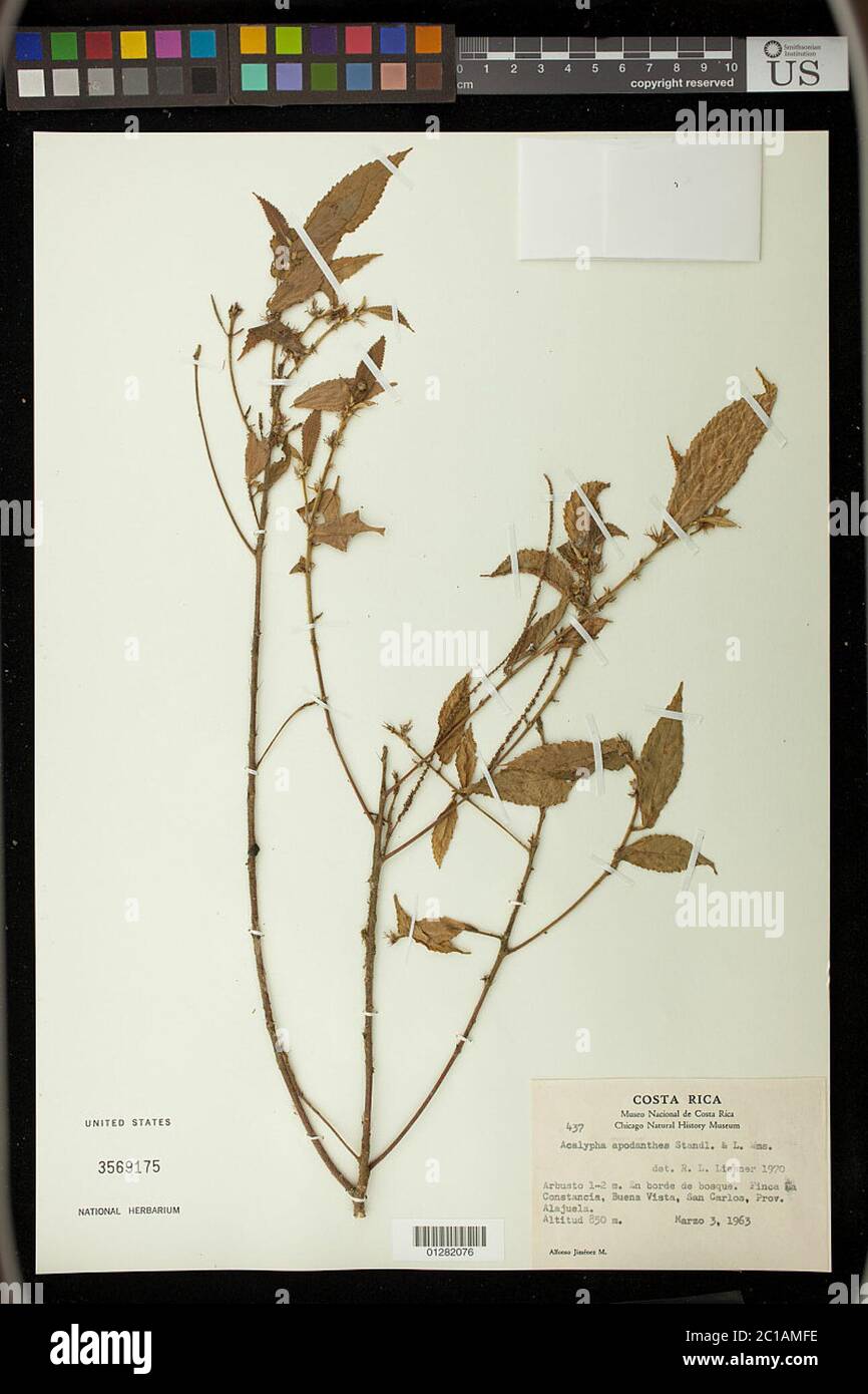 Apodanthes hi-res stock photography and images - Alamy