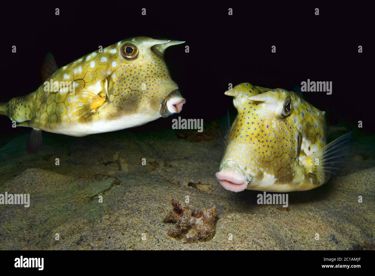Lactoria cornuta longhorn cowfish hi-res stock photography and images ...
