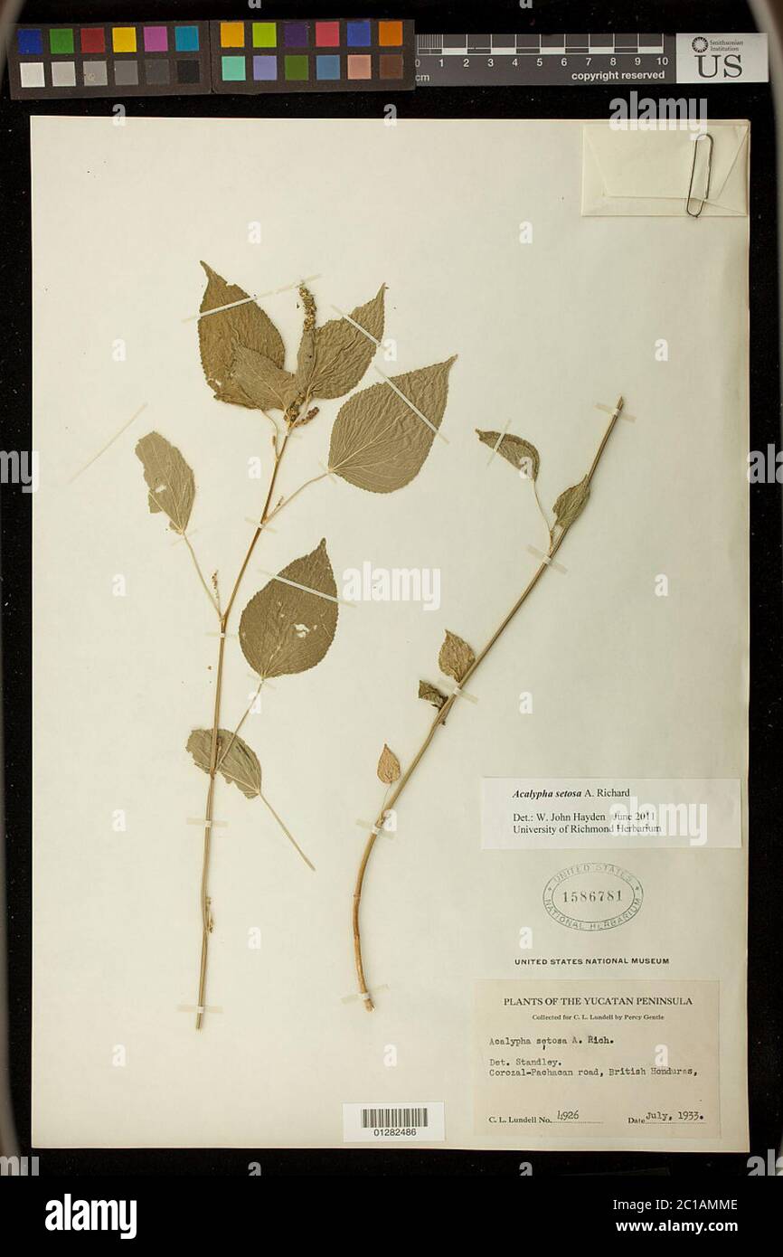 Acalypha setosa A Rich Acalypha setosa A Rich Stock Photo - Alamy