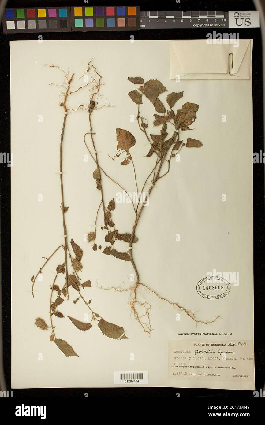 Acalypha poiretii Spreng Acalypha poiretii Spreng Stock Photo - Alamy