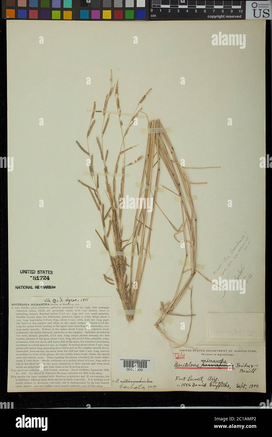 Scribn hi-res stock photography and images - Alamy