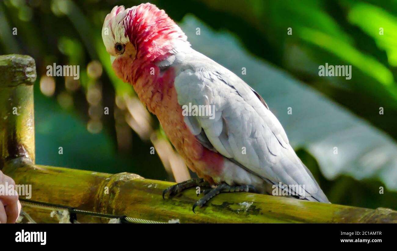 Colored Tropical Parrot Stock Photo - Alamy