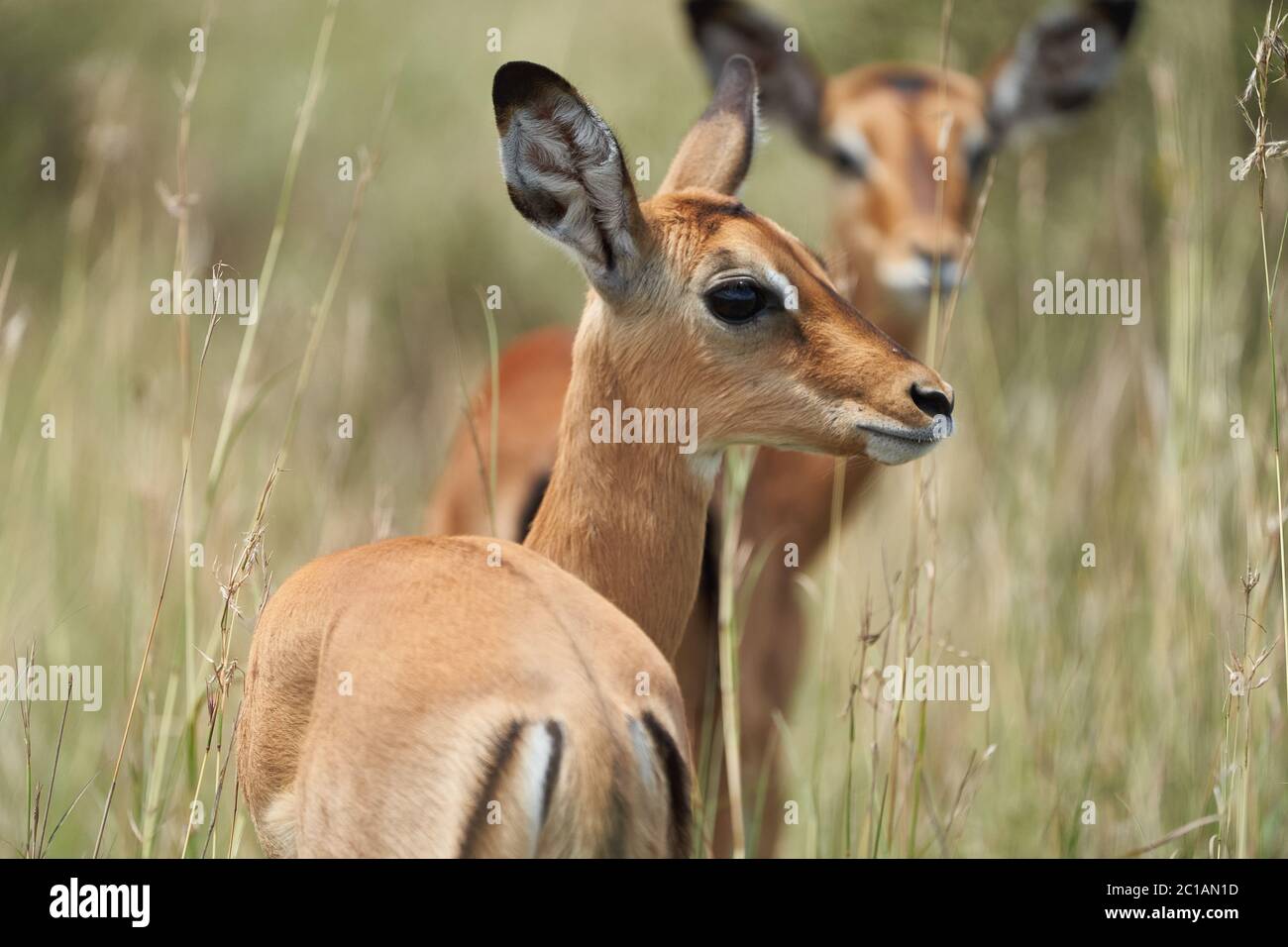 Impala Group Impalas Antelope Portrait Africa Safari Stock Photo - Alamy