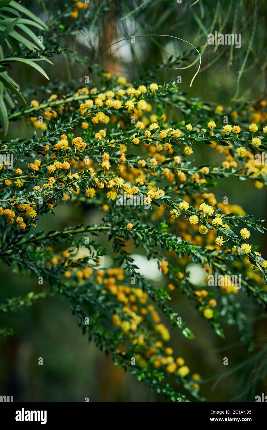 Moody flowers of acacia paradoxa, yellow little buds on dark green ...