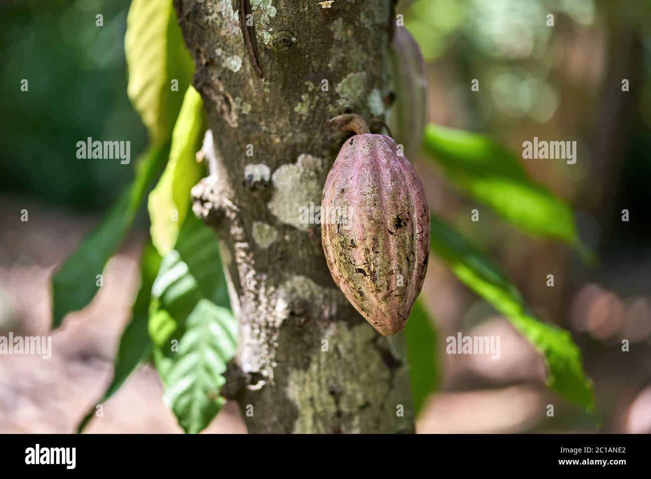Photo of tree hi-res stock photography and images - Alamy