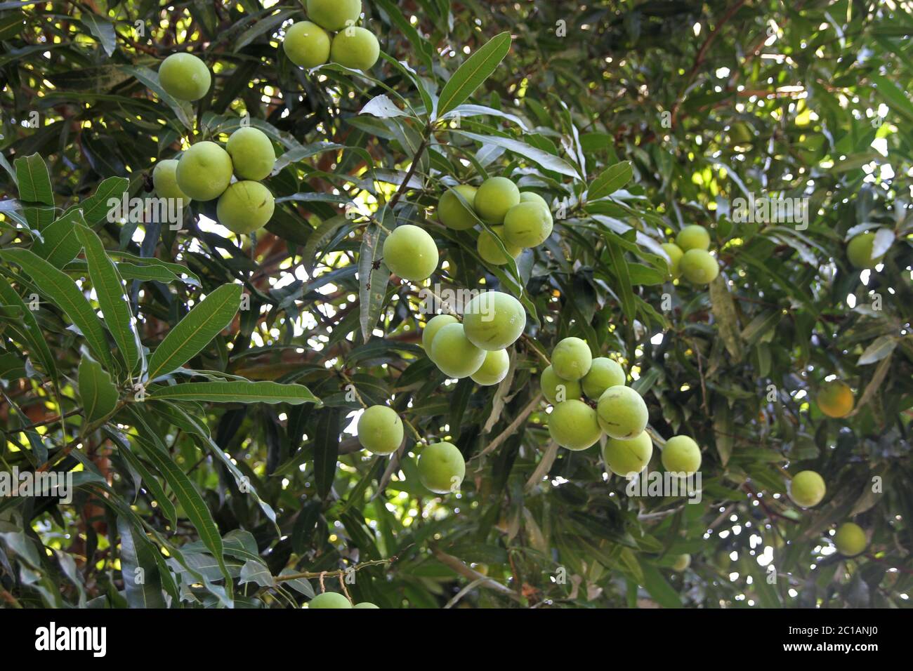 Mango nosy be madagascar hi-res stock photography and images - Alamy