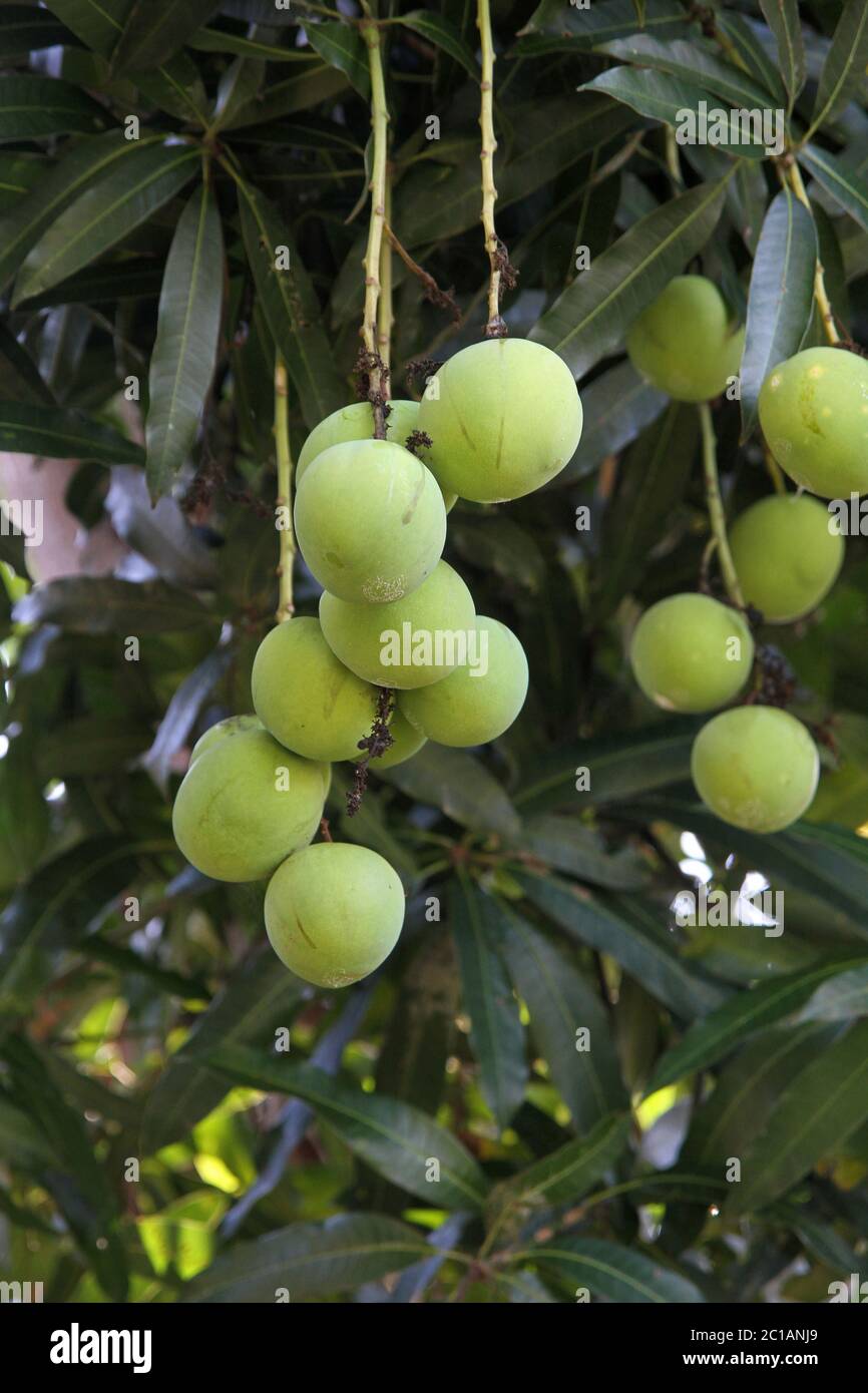 Mango nosy be madagascar hi-res stock photography and images - Alamy