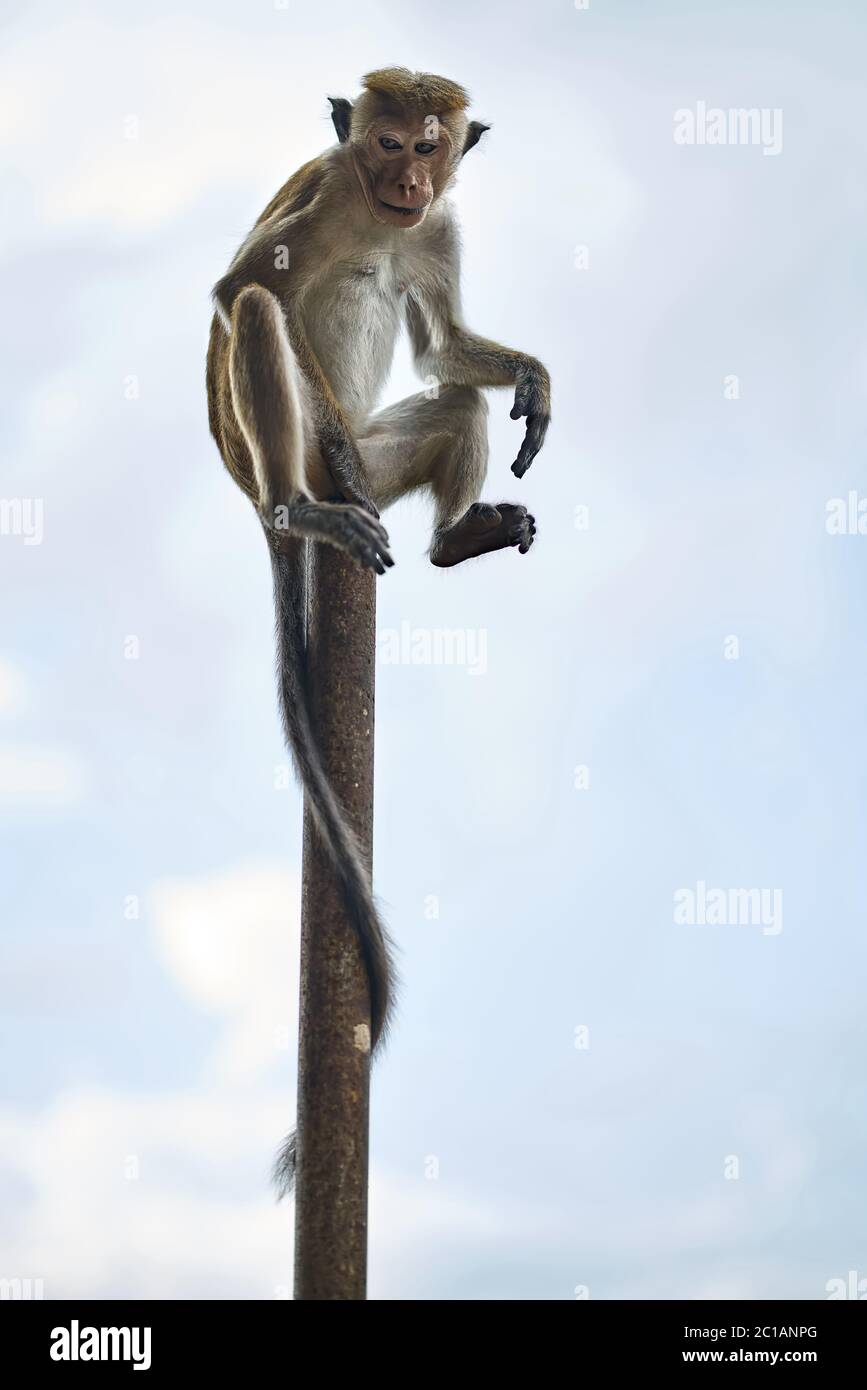 Macaca monkey outdoors Stock Photo - Alamy