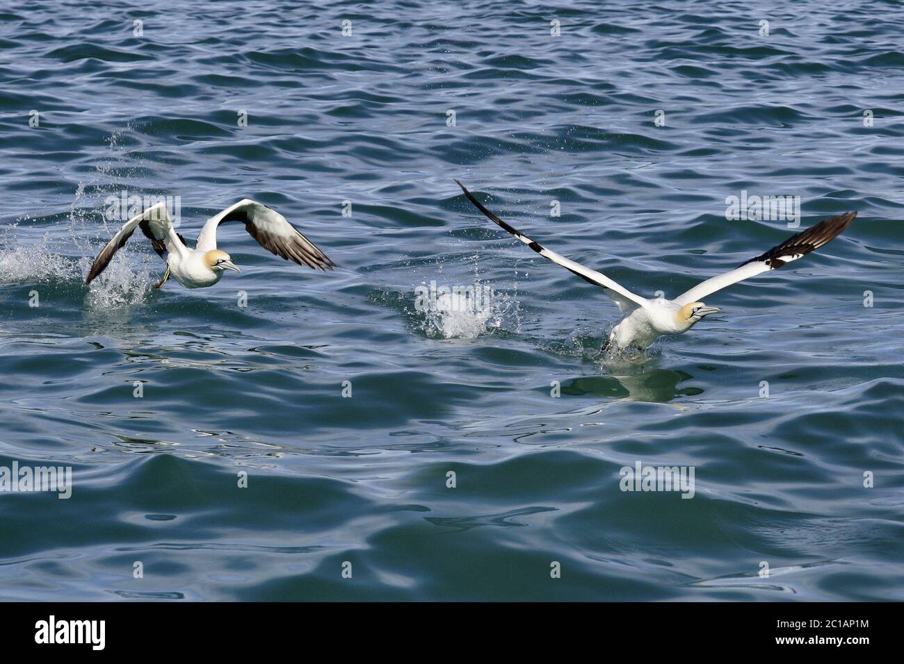 Cape gannets - Morus capensis (Sula capensis Stock Photo - Alamy