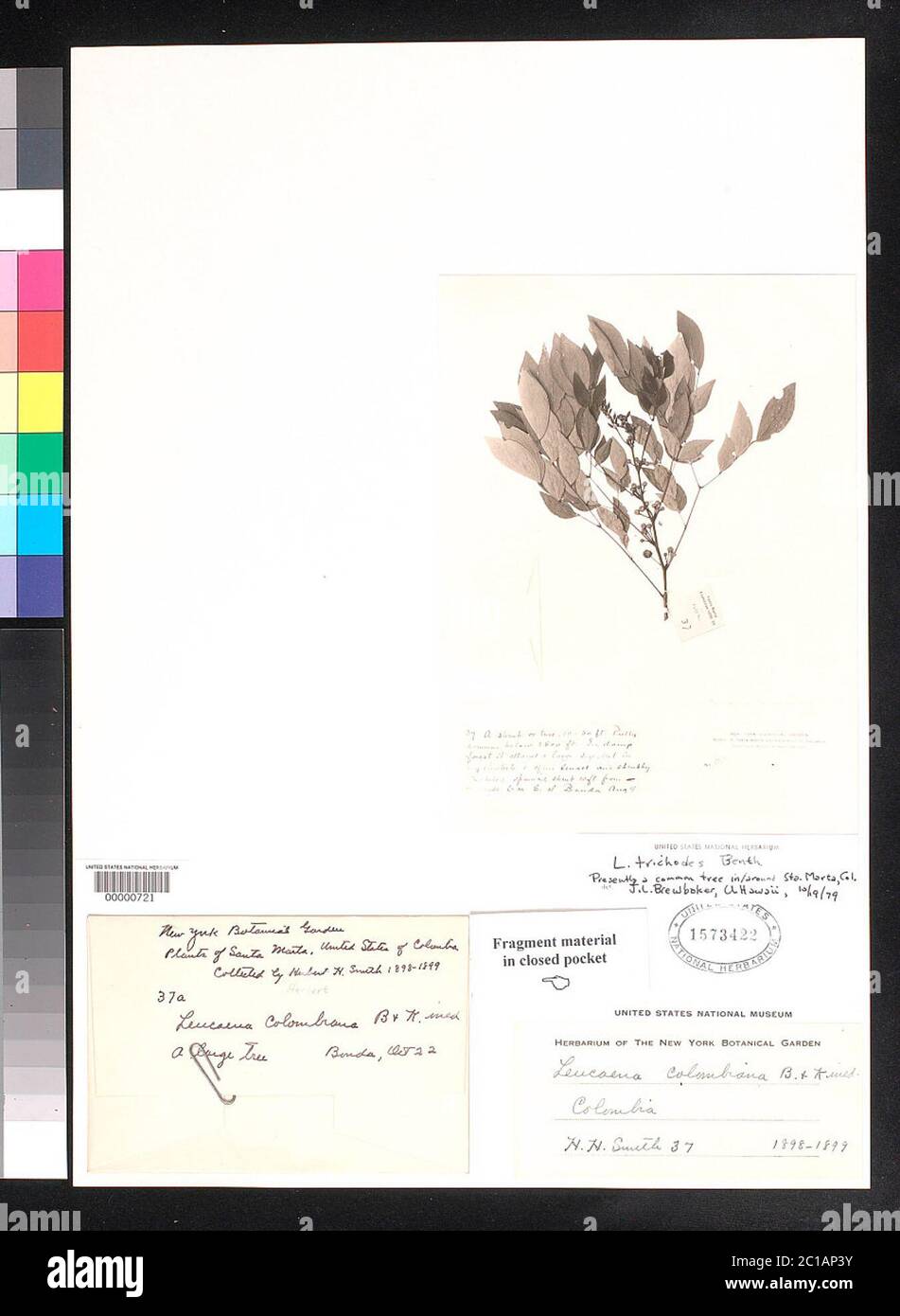 00000721.tif Leucaena colombiana Britton Rose in Britton Killip Stock ...
