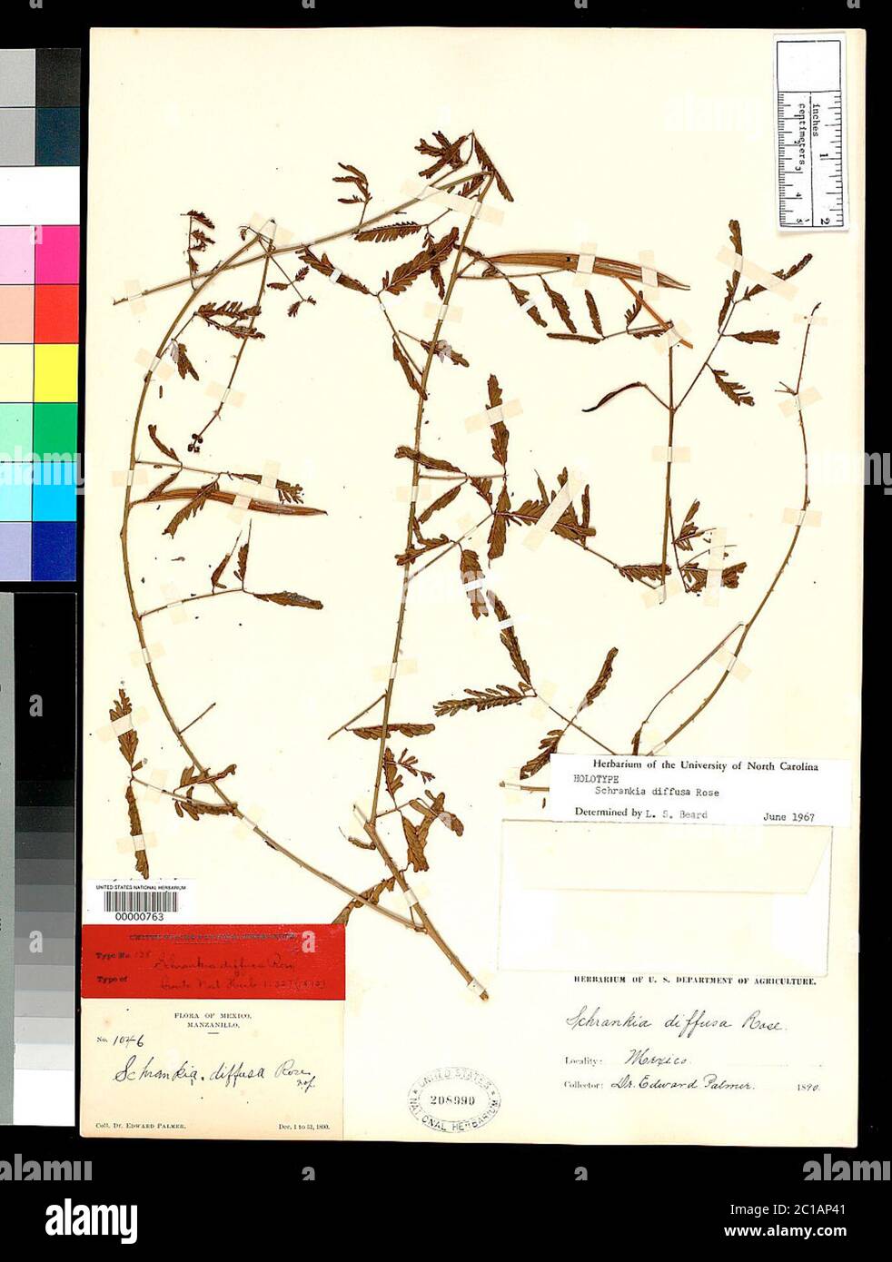 Schrankia hi-res stock photography and images - Alamy