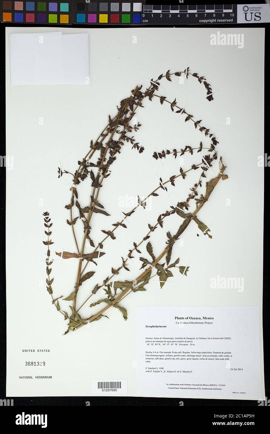 Stemodia hi-res stock photography and images - Alamy