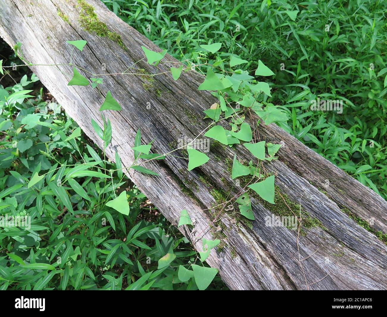 Polygonum perfoliatum L Polygonum perfoliatum L Stock Photo - Alamy