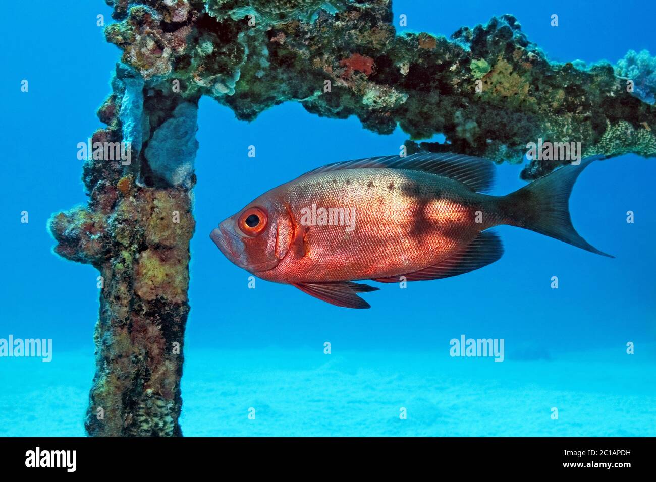 Moontail hi-res stock photography and images - Alamy