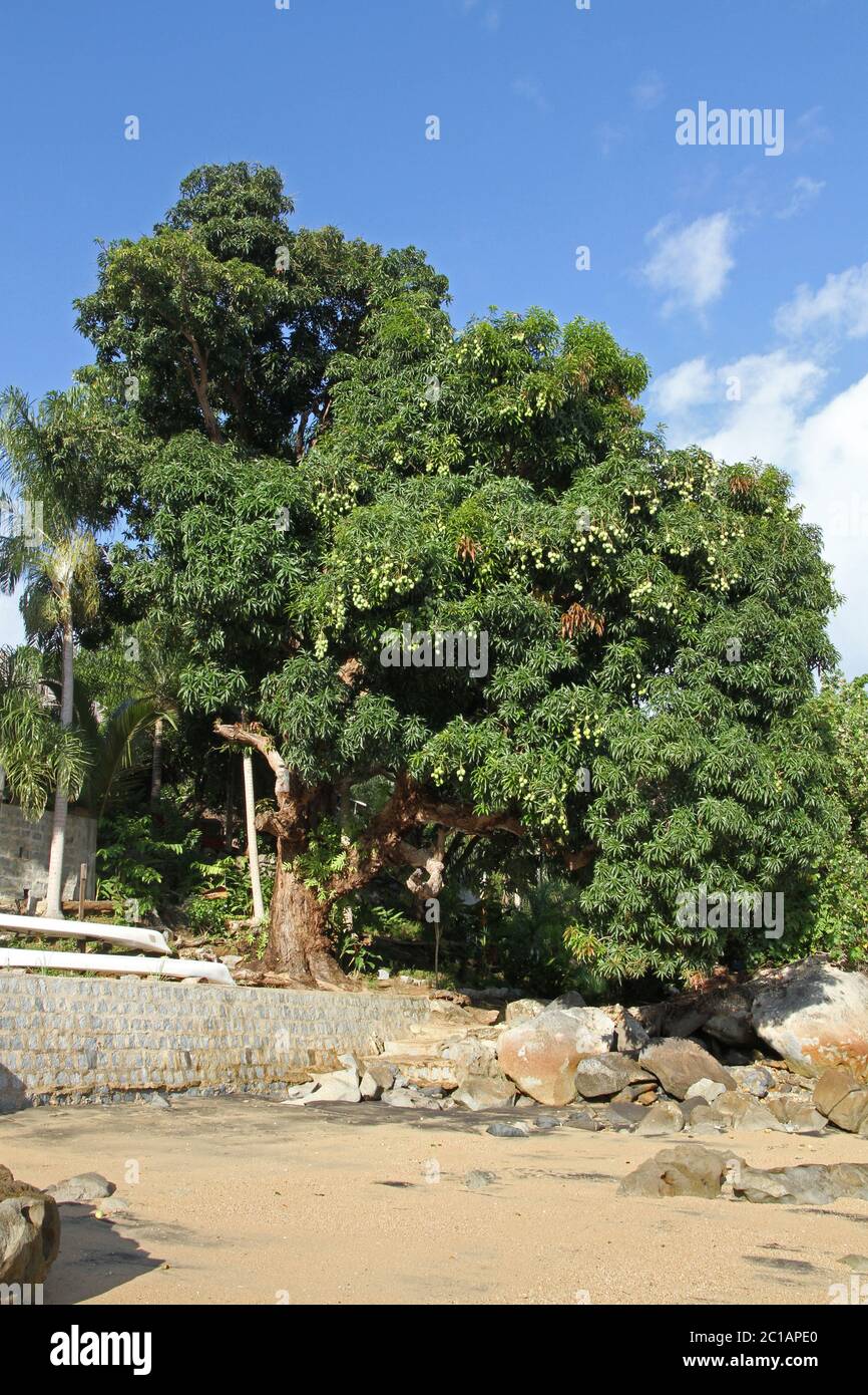 Large mango tree at the beach, Ampangorinana Village, Nosy Komba Island ...