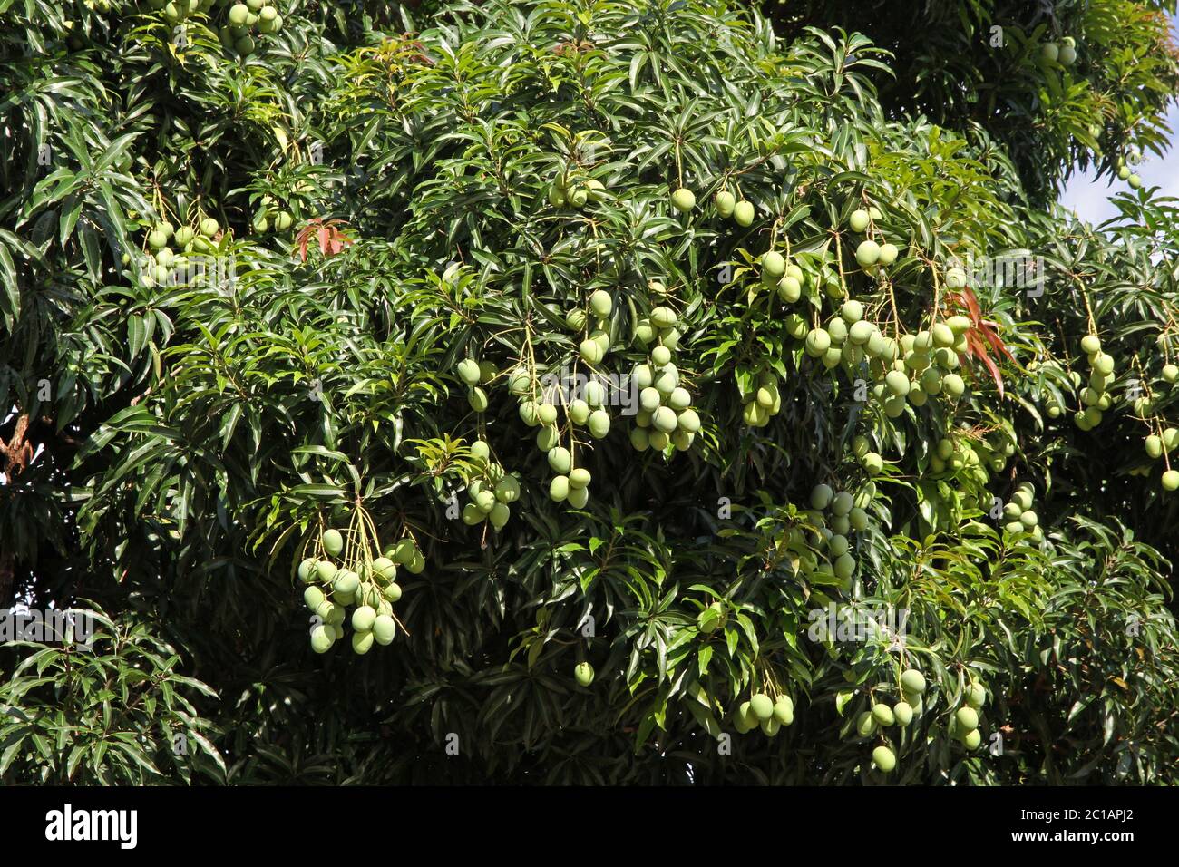 Mango nosy be madagascar hi-res stock photography and images - Alamy