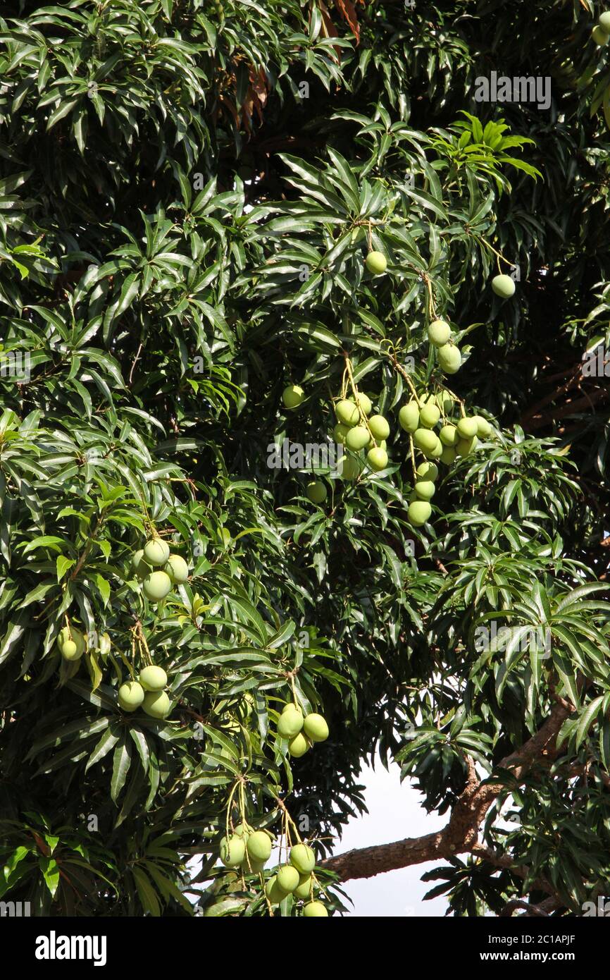 Unripe mangoes on tree, Ampangorinana Village, Nosy Komba Island ...