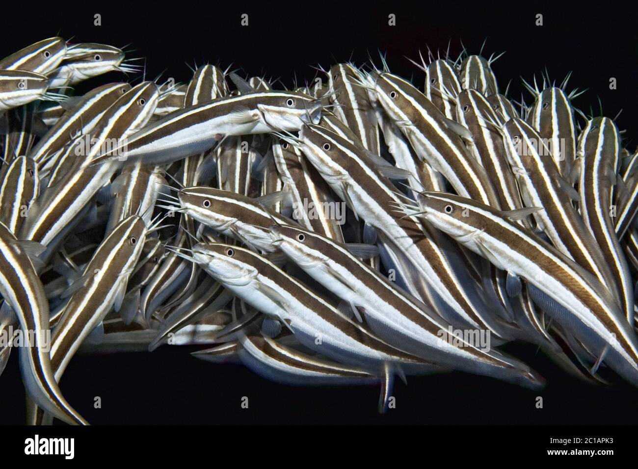 Striped catfish - Plotosus lineatus Stock Photo - Alamy