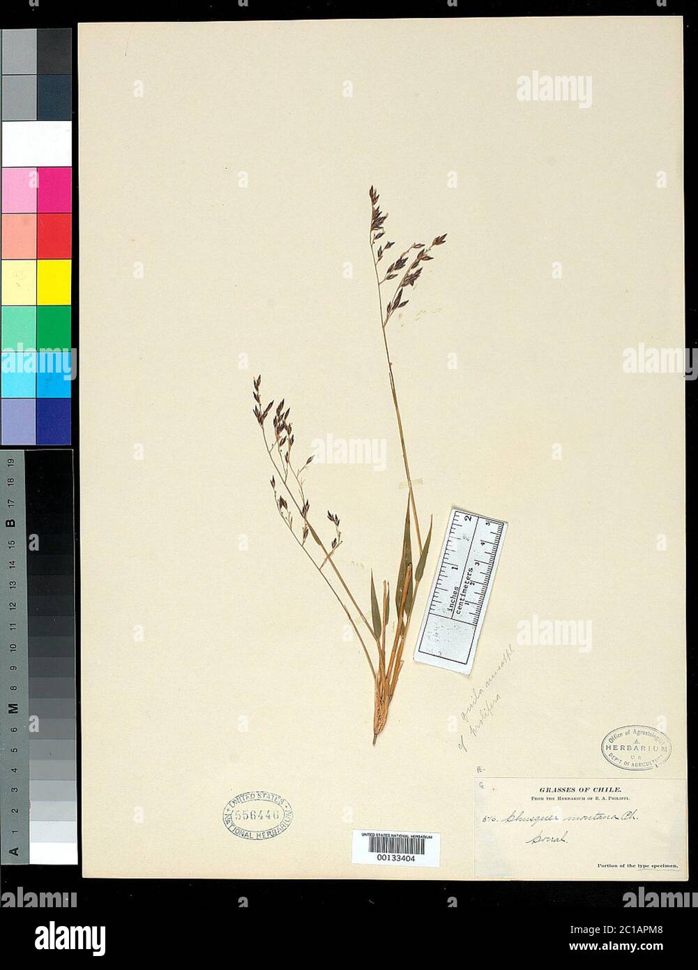 Chusquea hi-res stock photography and images - Alamy