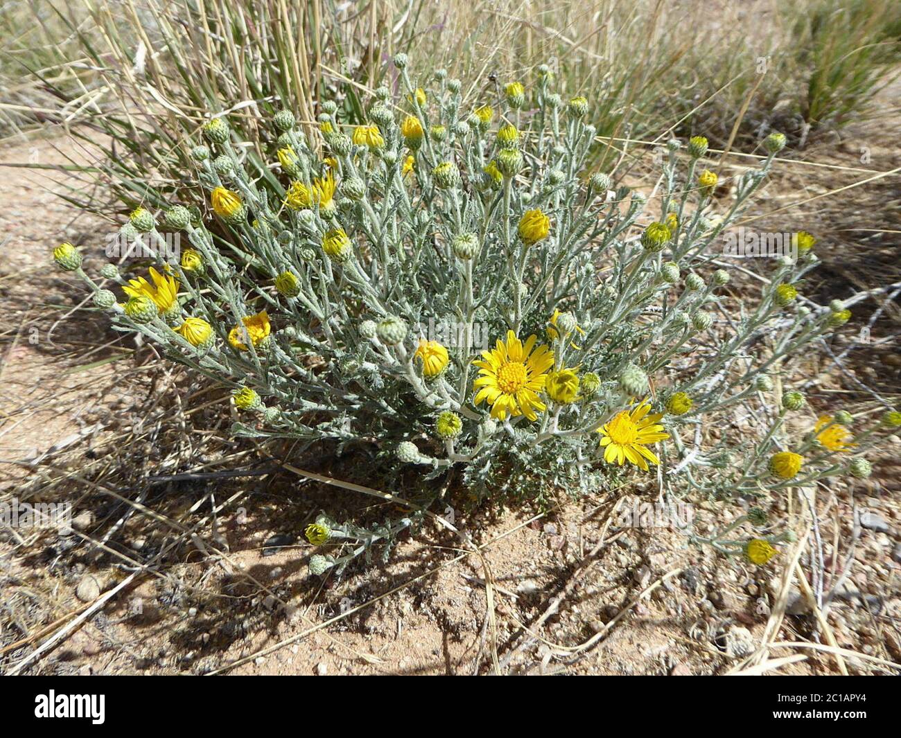 Indet sp Indet sp Stock Photo - Alamy