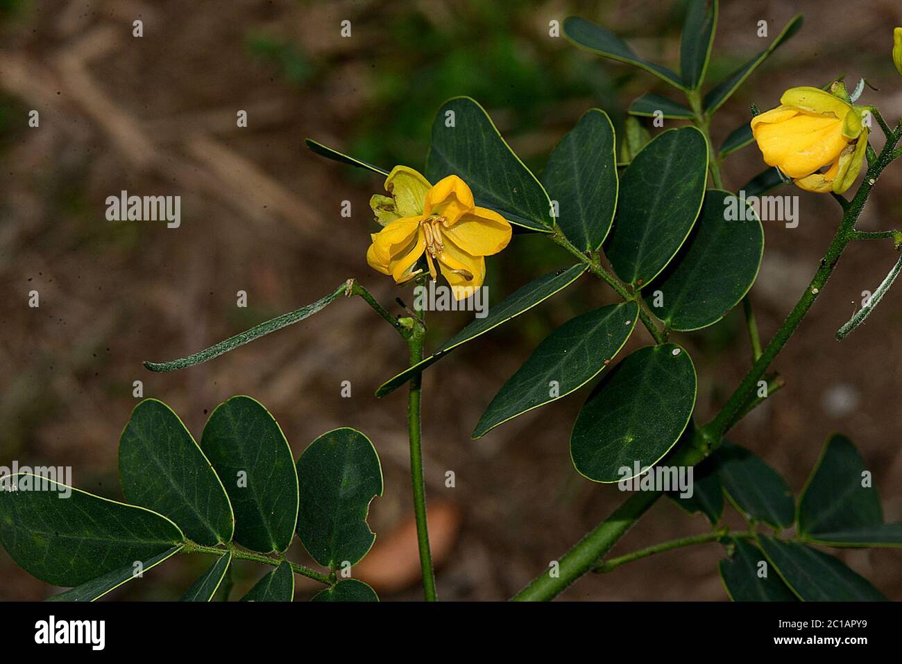 Senna bicapsularis hi-res stock photography and images - Alamy