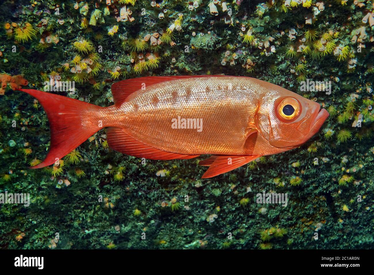 Moontail hi-res stock photography and images - Alamy