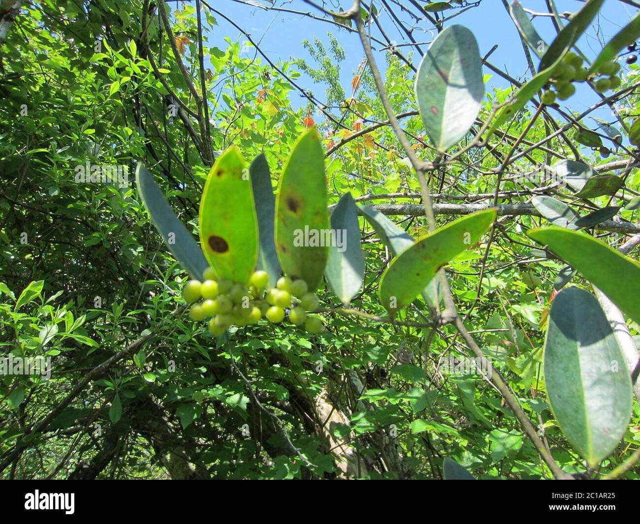 Smilax vine hi-res stock photography and images - Alamy