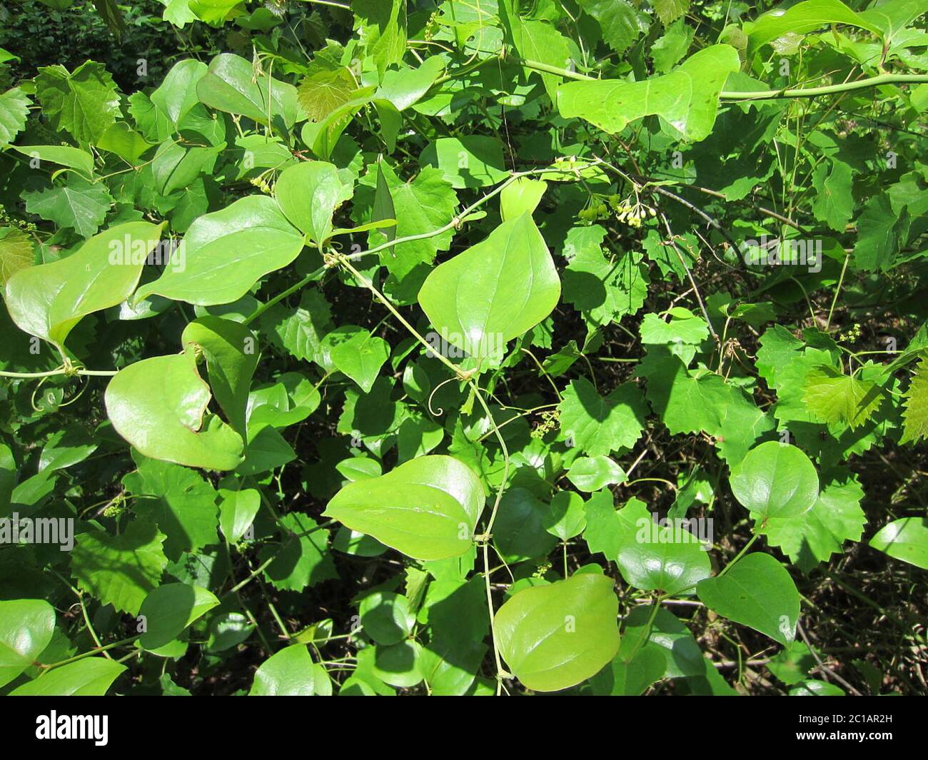 Smilax Rotundifolia High Resolution Stock Photography and Images - Alamy