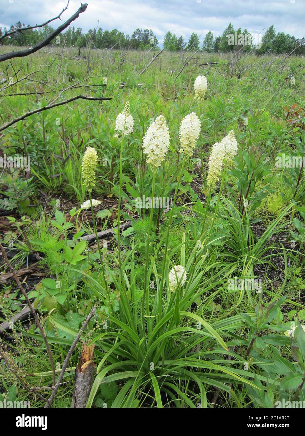 Amianthium hi-res stock photography and images - Alamy