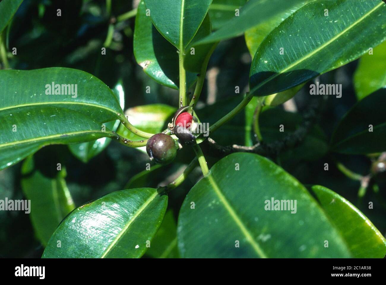 Sapium laurocerasus Desf Sapium laurocerasus Desf Stock Photo - Alamy