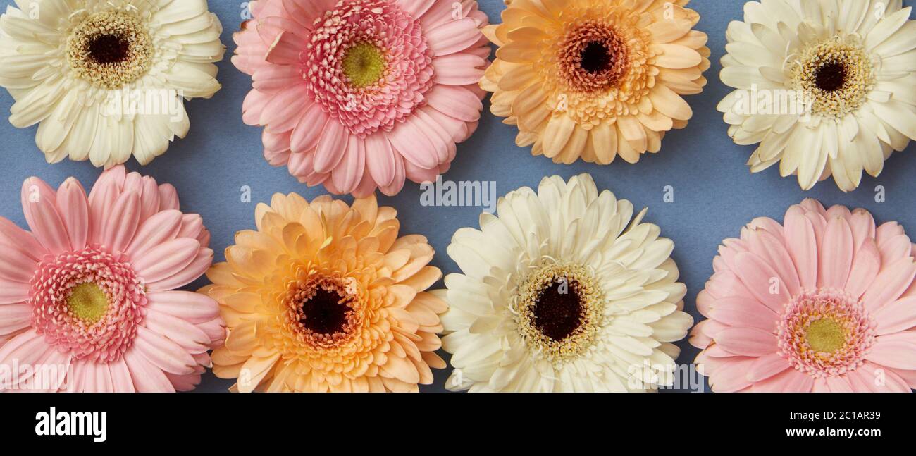Fresh different gerberas on a blue paper background Stock Photo - Alamy