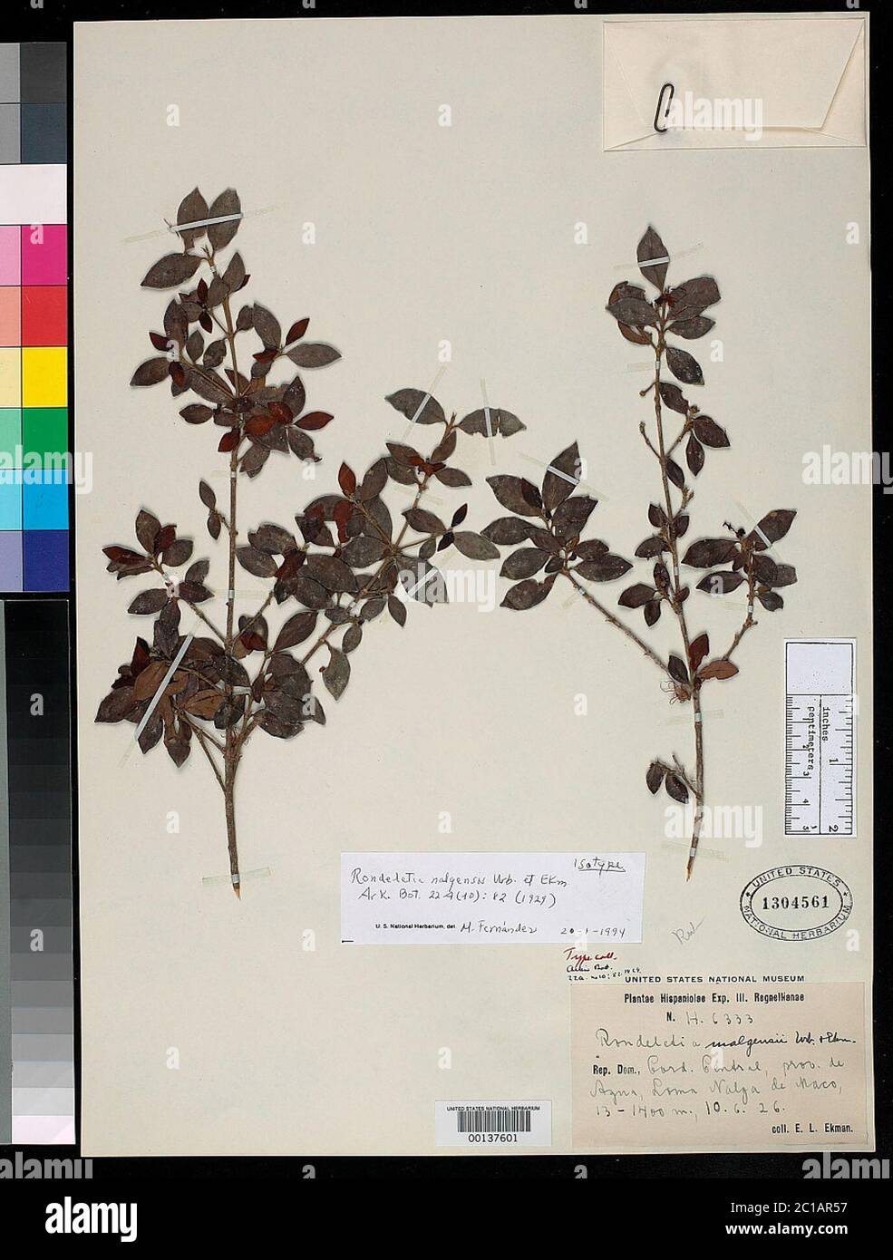 Rondeletia nalgensis Urb Ekman Rondeletia nalgensis Urb Ekman Stock ...