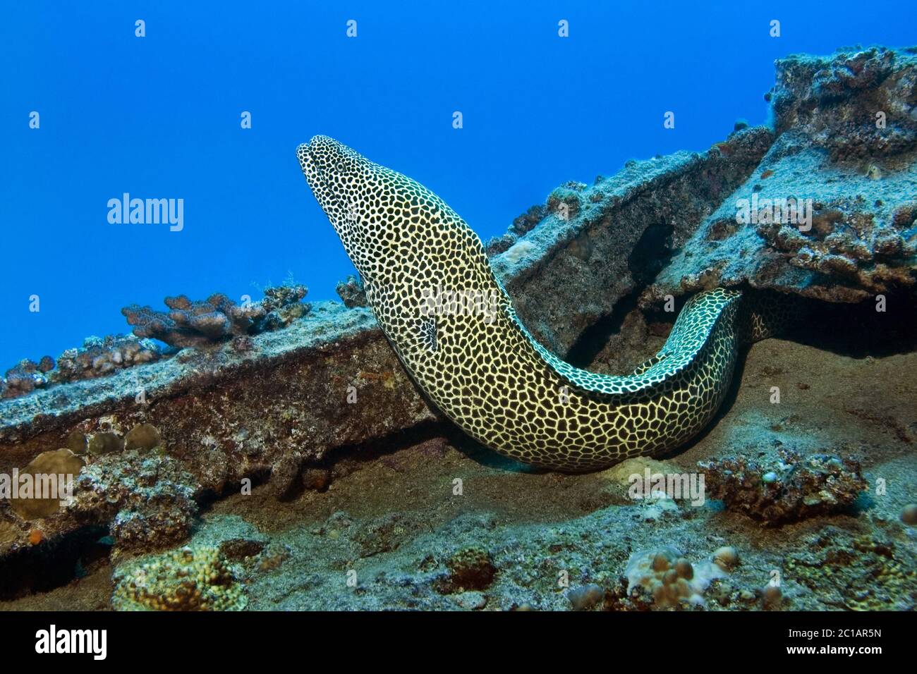 Leopard moray eel hi-res stock photography and images - Alamy